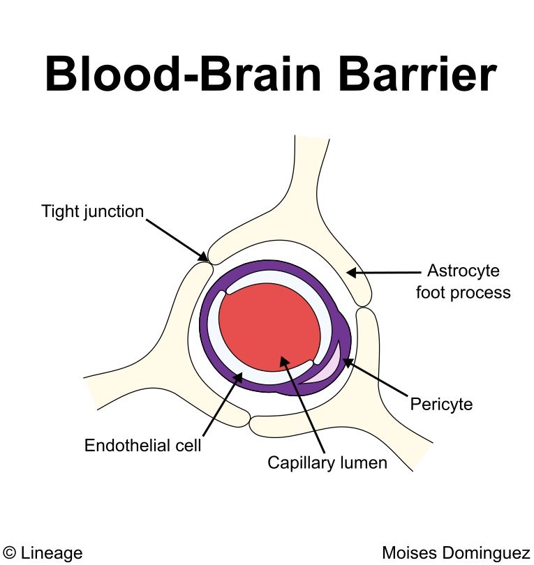 Blood Brain Barrier Neurology Medbullets Step 1